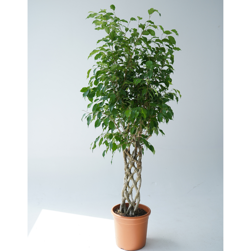 Ficus benjamina-Spiral (Ficus Design)