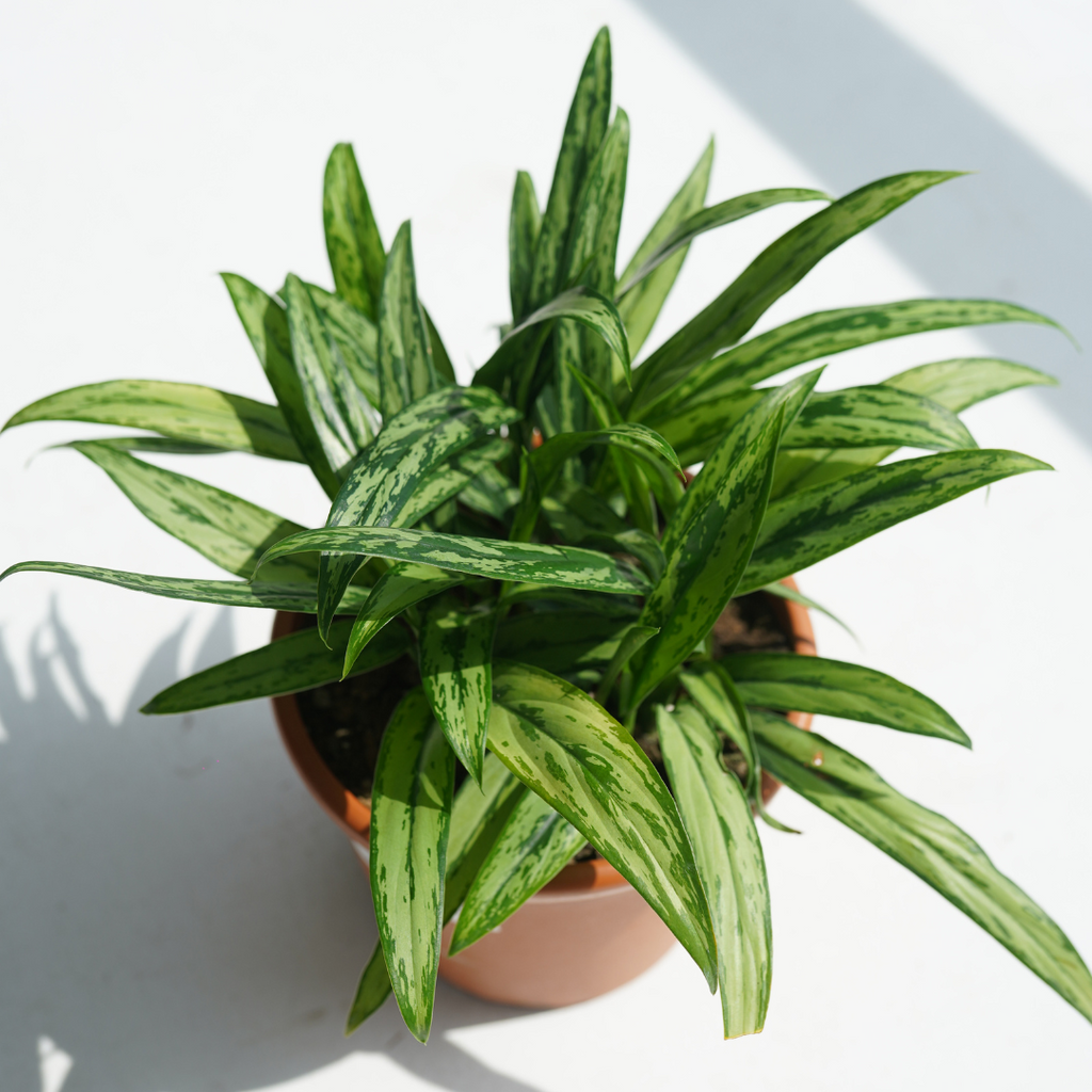 Aglaonema cutlass (Chinese evergreens)