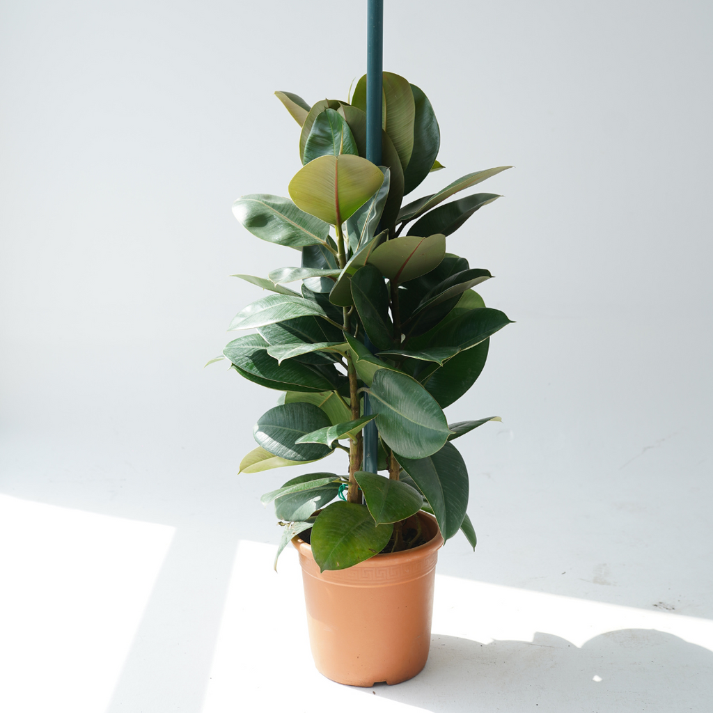 Ficus elastica robusta (rubber tree)