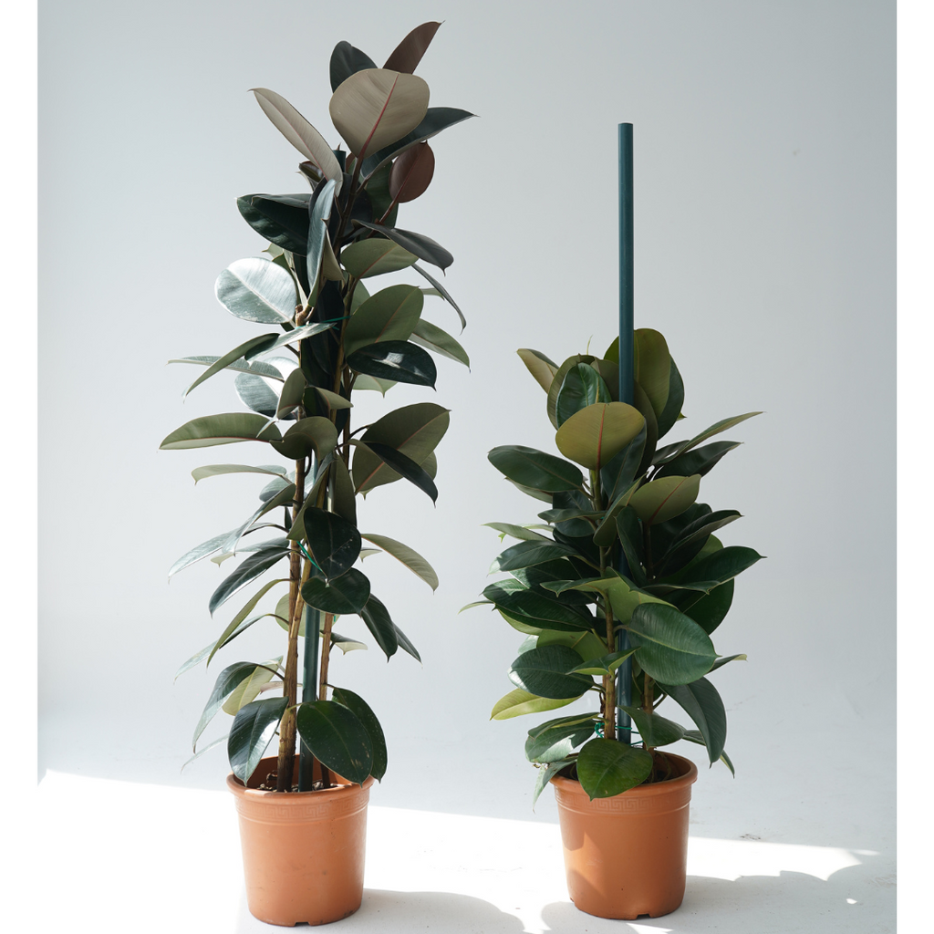 Ficus elastica robusta (rubber tree)
