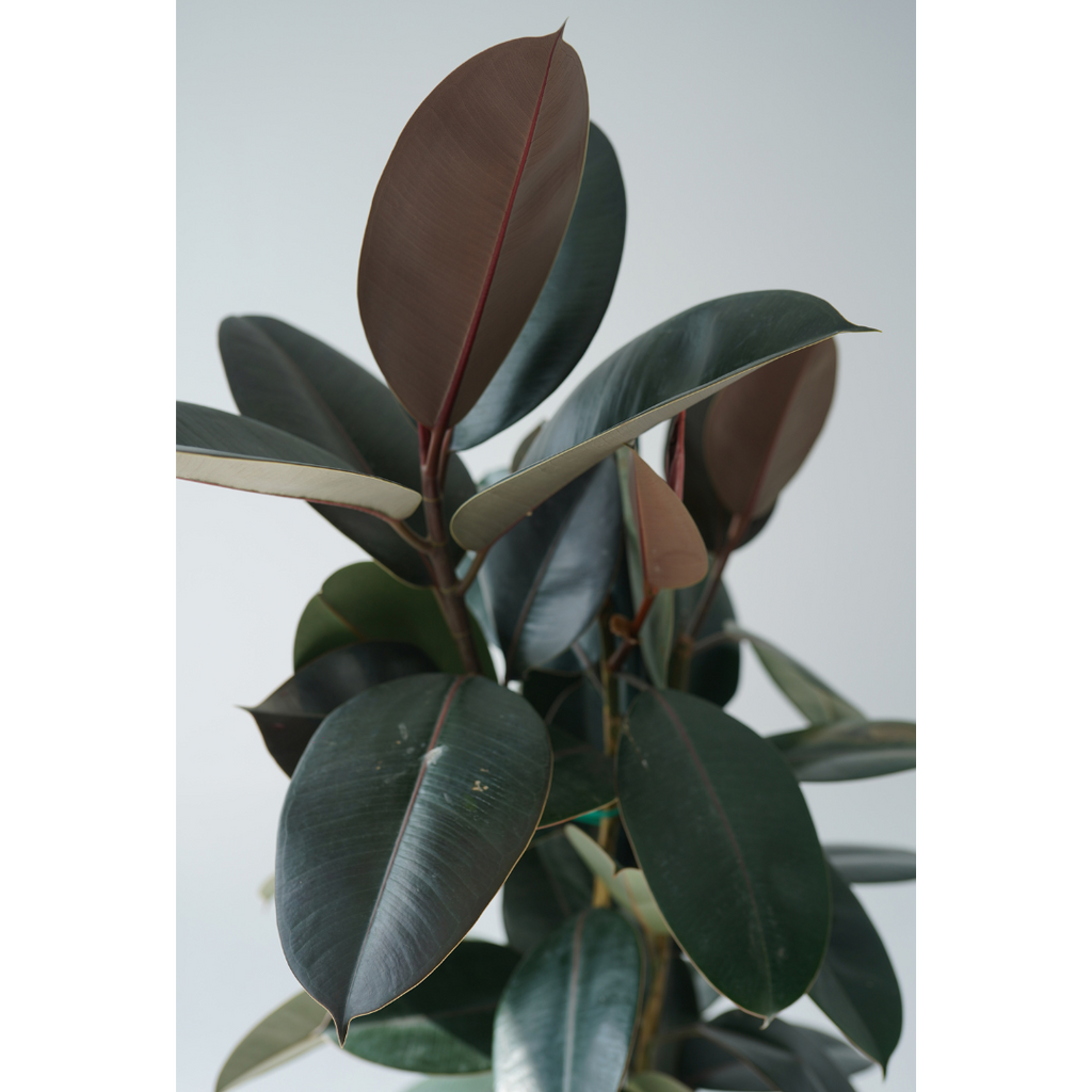 Ficus elastica robusta (rubber tree)