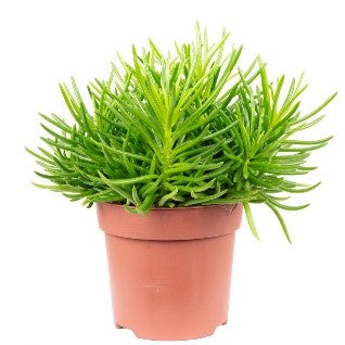 Senecio archeri Himalaya (Himalaya) spreading succulent type – Bastana Online Gardens