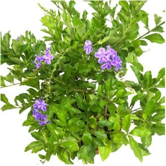 Duranta erecta green (skyflower)