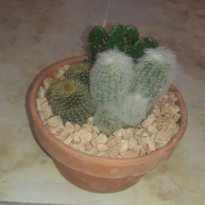 Mini Cactus collection – Bastana Online Gardens