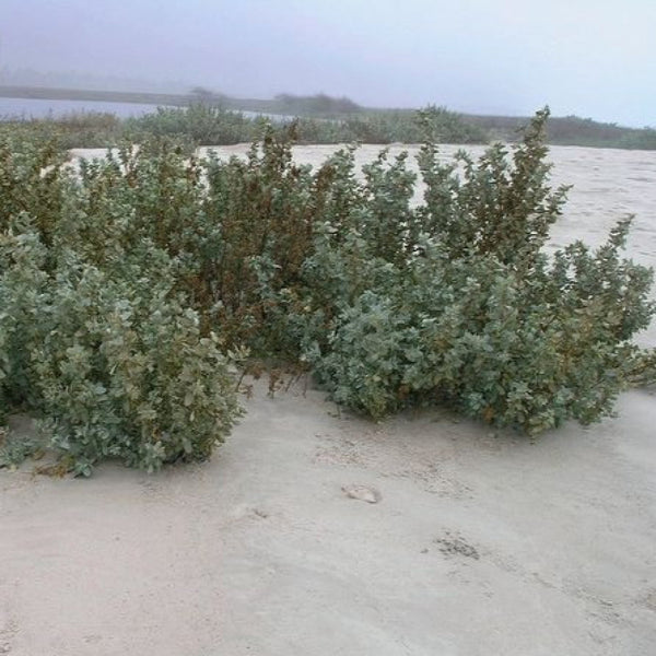 Atriplex leucoclada syn . of Atriplex turcomanica – Bastana Online Gardens