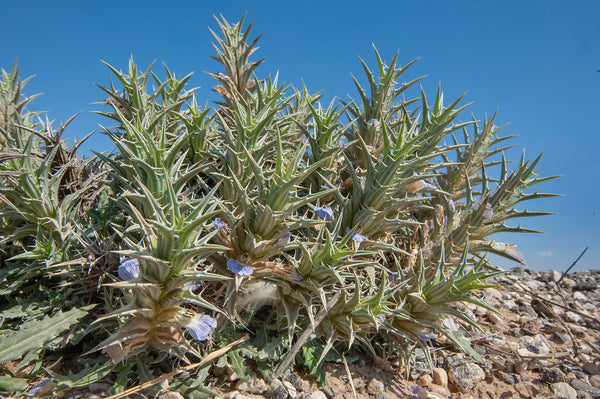 Blepharis ciliaris (L) . B.L.Burtt – Bastana Online Gardens