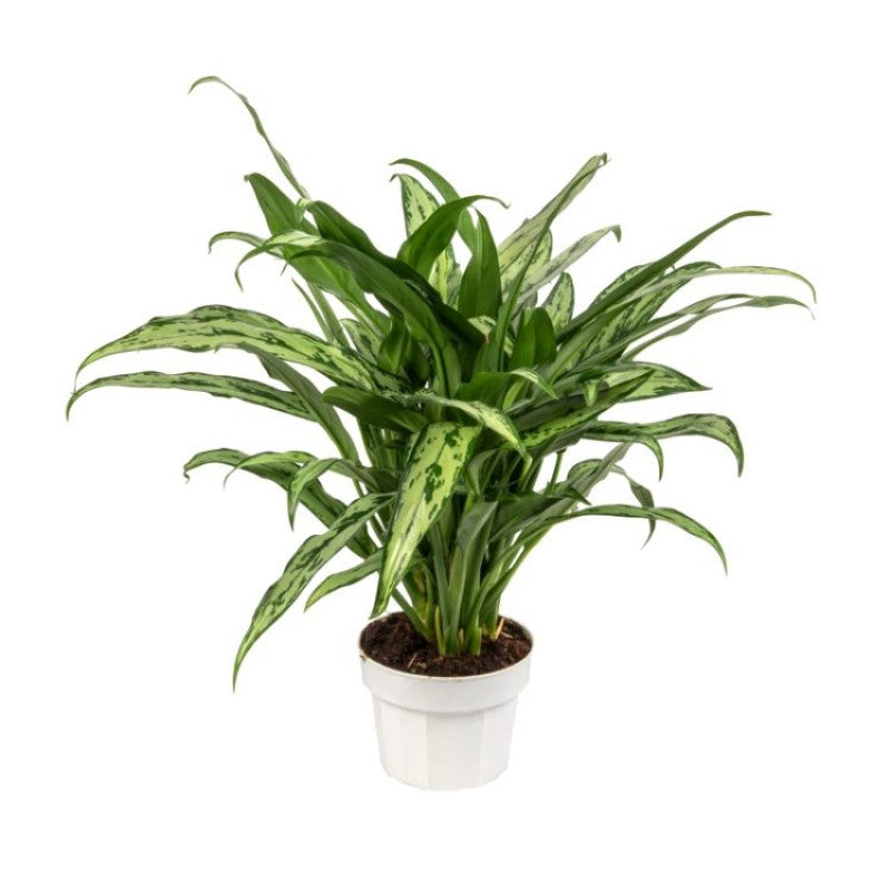 Aglaonema cutlass (Chinese evergreens) – Bastana Online Gardens