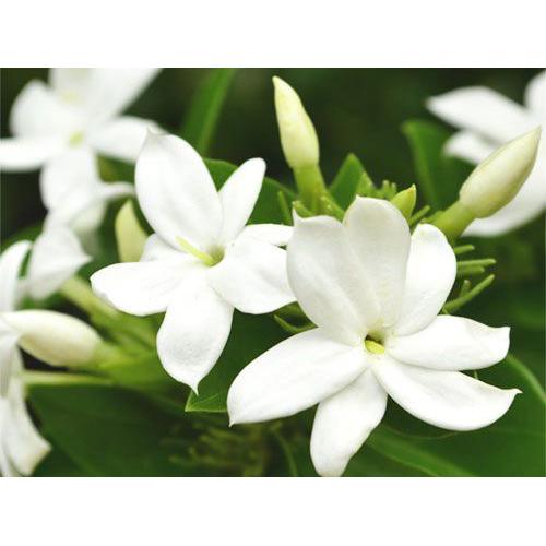 Climber Plants – Bastana Online Gardens