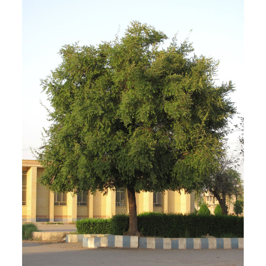 Landscaping Plant Fruit Tree – Bastana Online Gardens