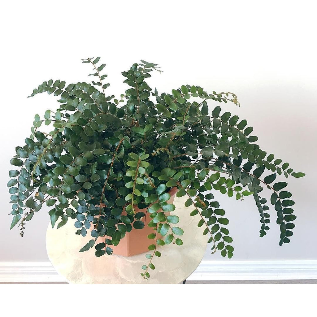 Landscaping Plant Indoor Plants – Bastana Online Gardens