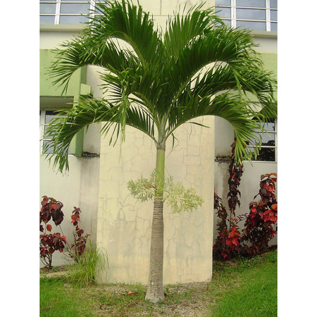Palm – Bastana Online Gardens
