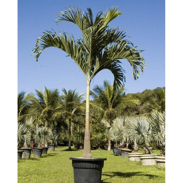 LANDSCAPING PLANTS – Bastana Online Gardens