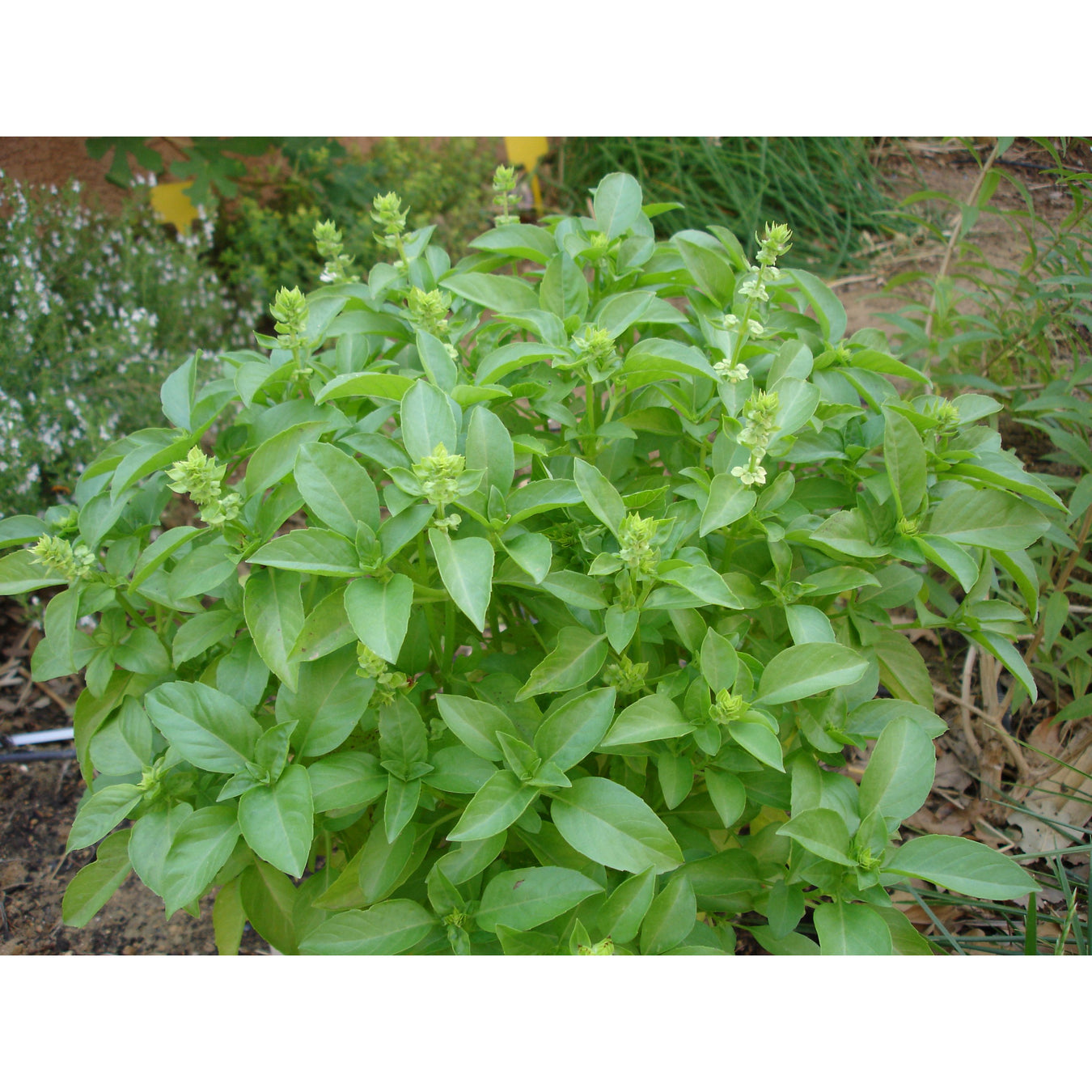 Bastana Online Gardens