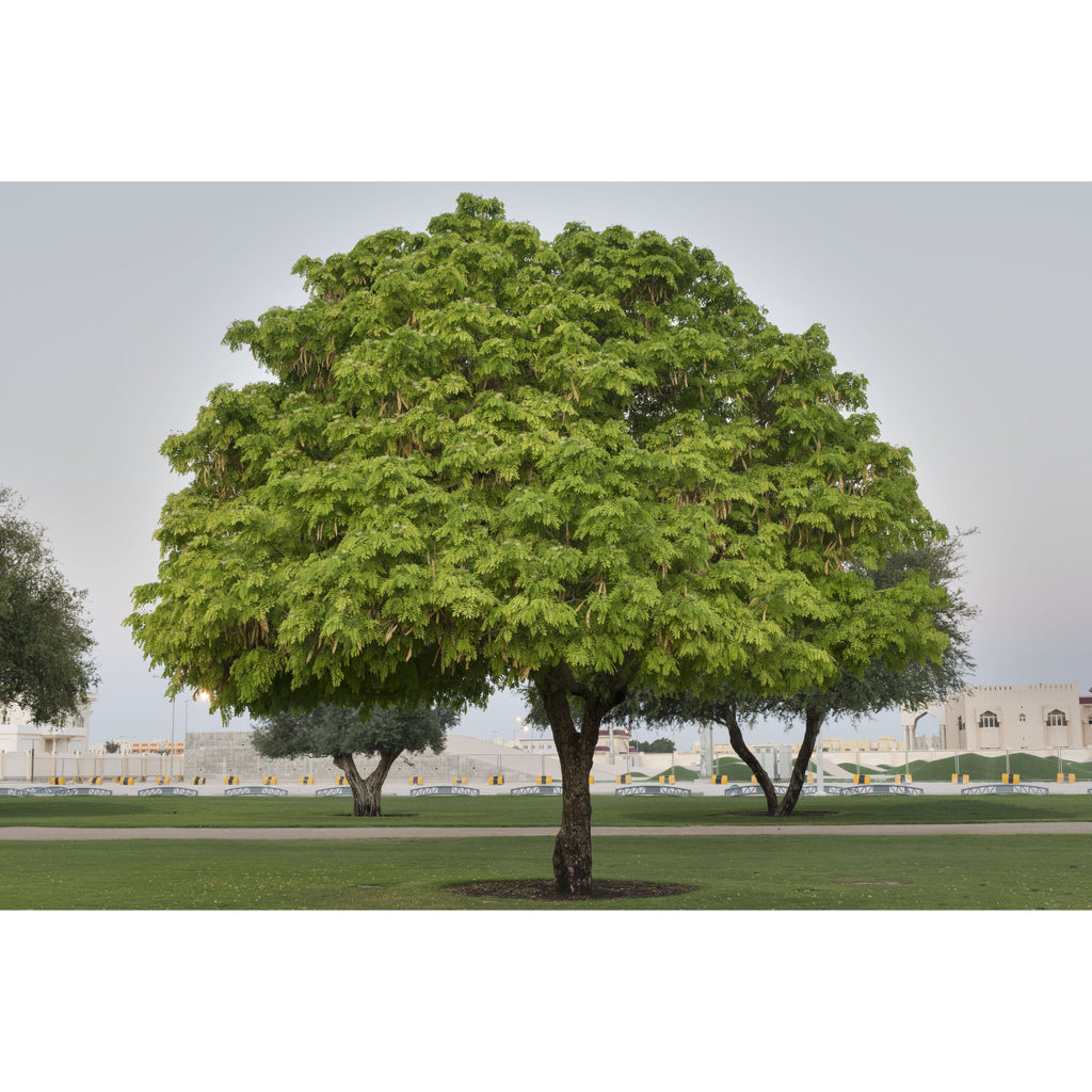 Landscaping Plant Trees – Bastana Online Gardens