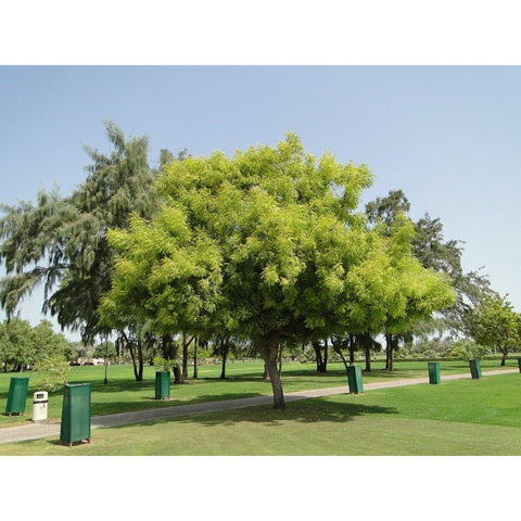 Landscaping Plant Trees – Bastana Online Gardens