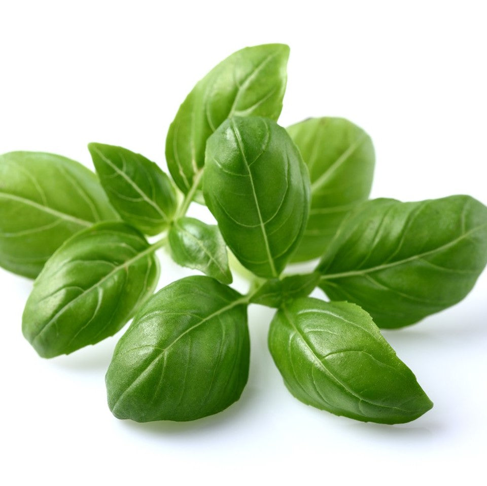 Ocimum basilicum-basil seeds-Italy – Bastana Online Gardens