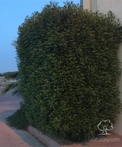 Conocarpus – Bastana Online Gardens