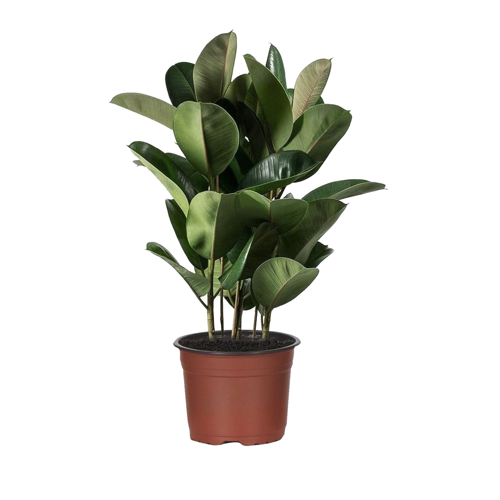Ficus elastica robusta (rubber tree) – Bastana Online Gardens