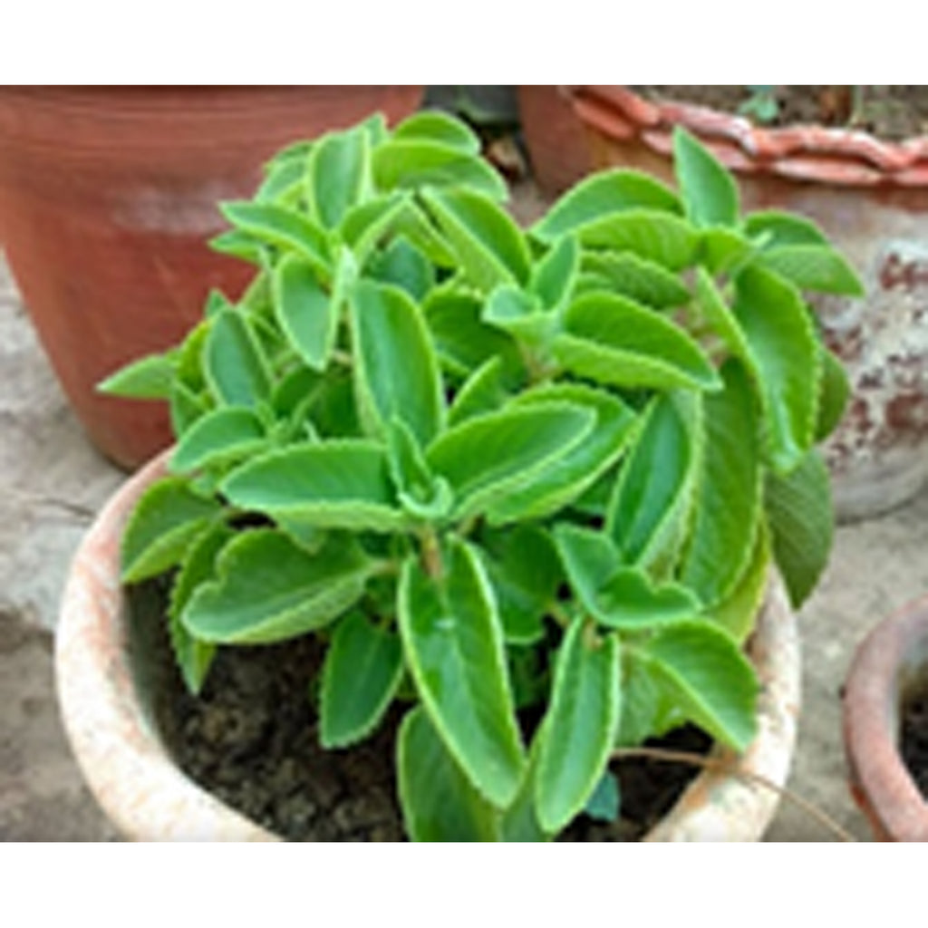 Thymus vulgaris " Thyme