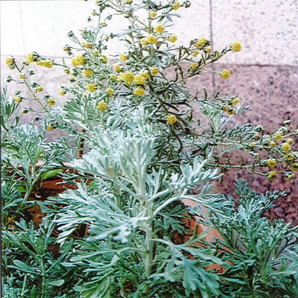 Artemisia Judaica – Bastana Online Gardens