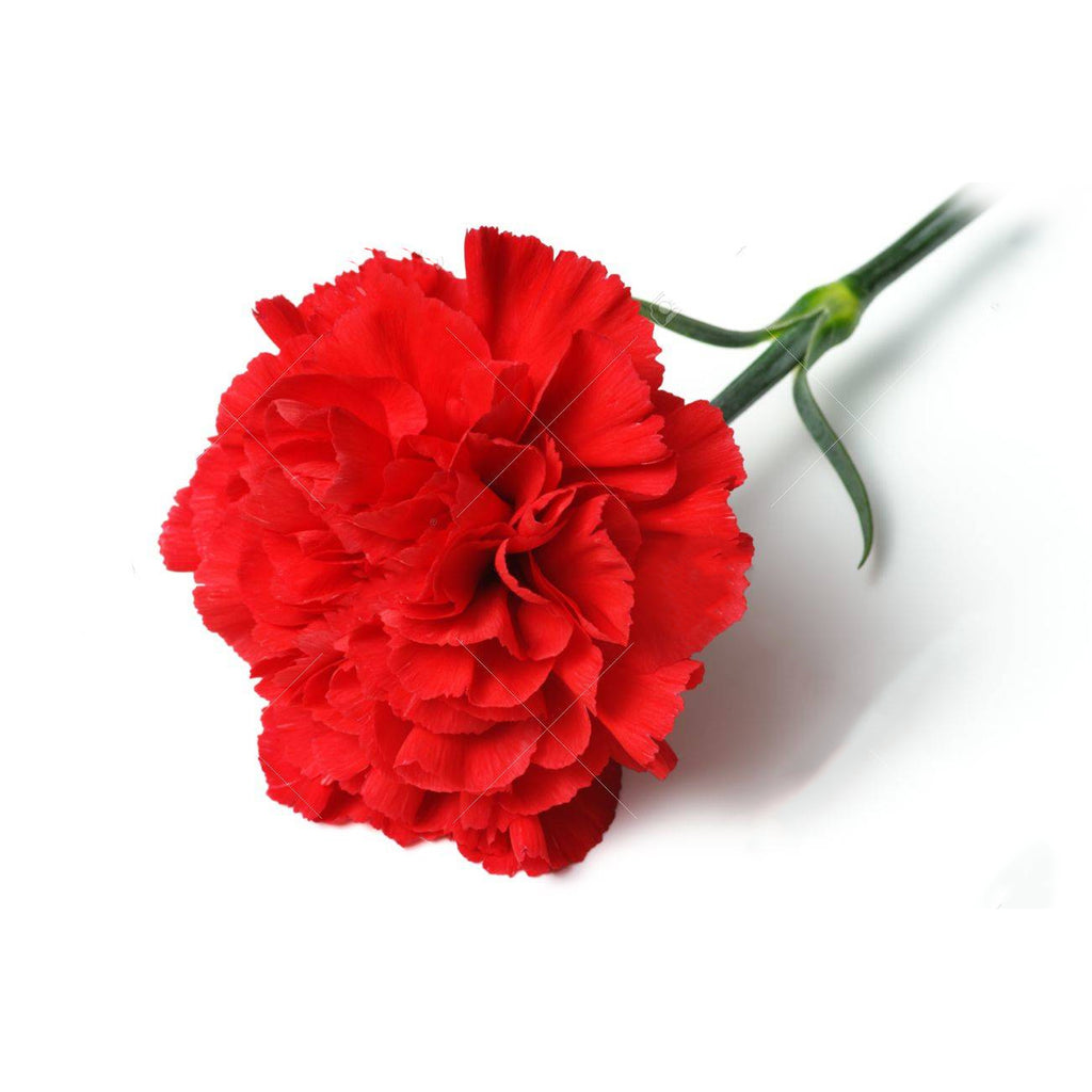 Carnation Dianthus caryophllus (flower of love)
