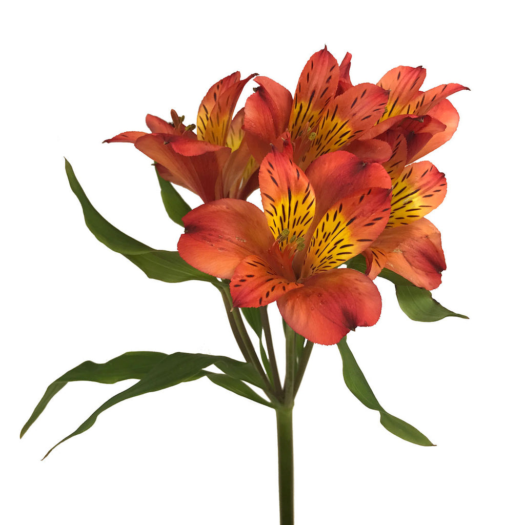 Alstroemeria Flower