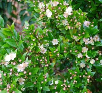 Myrtus communis (the common myrtle)
